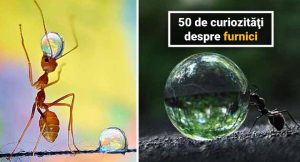 50 de curiozităţi despre furnici, insectele care îşi pot căra de 50 de ...