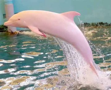 25 de curiozităţi despre delfini: nu beau apă şi nu dorm niciodată