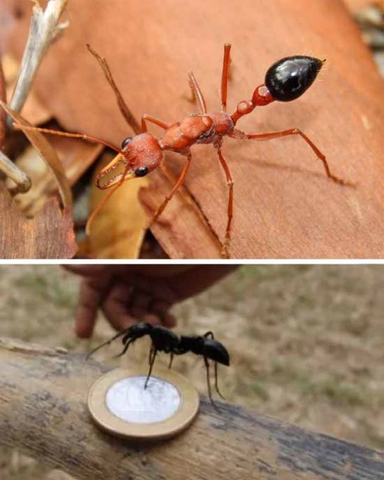 50 de curiozităţi despre furnici, insectele care îşi pot căra de 50 de ...