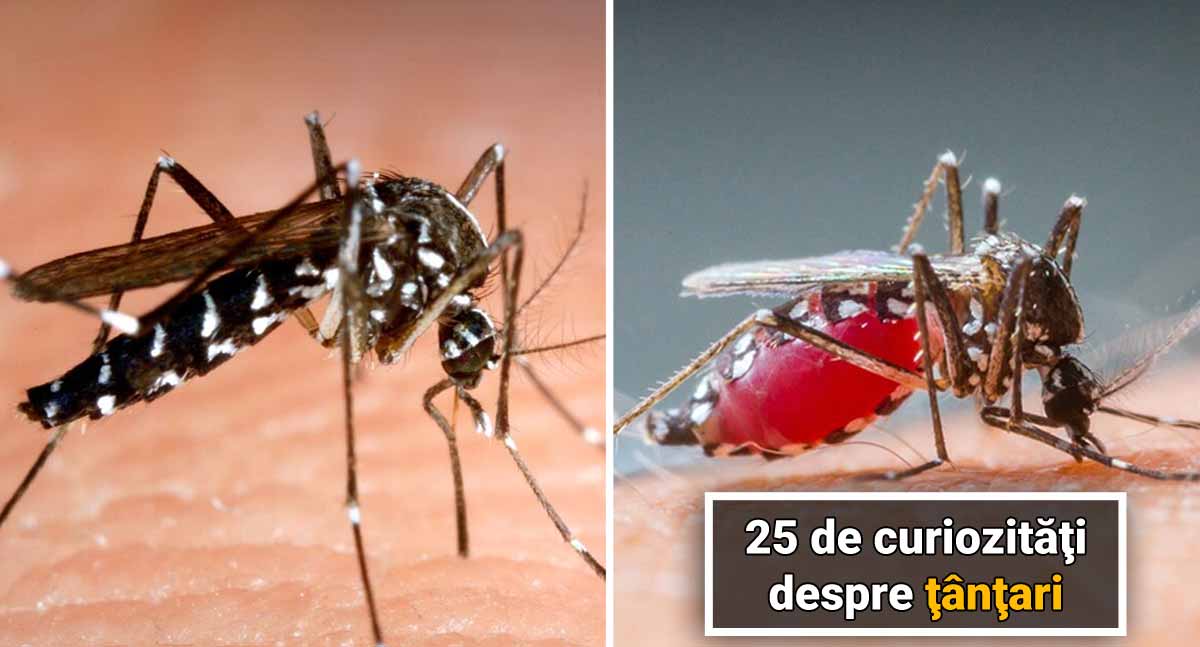 25 de curiozităţi despre ţânţari, cei mai periculoşi duşmani ai omului