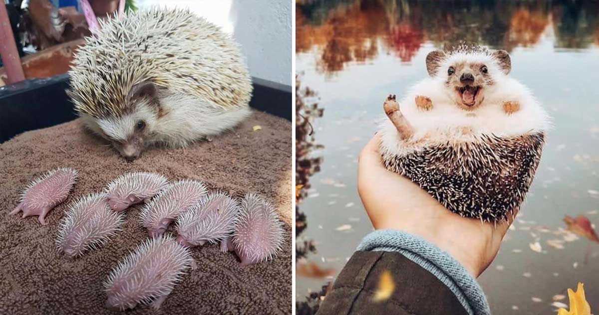 25 de curiozităţi despre arici. De ce este bine să ai un arici în grădină