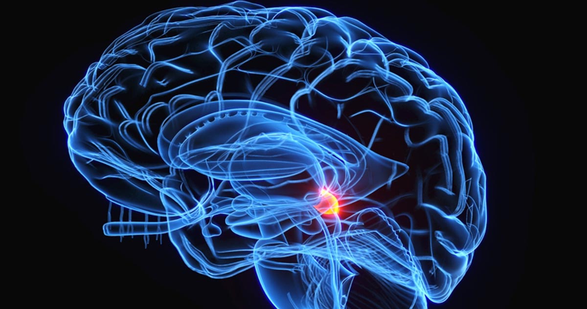 Coliculul superior: o bucată din creier, de mărimea unui bob de mazăre ...