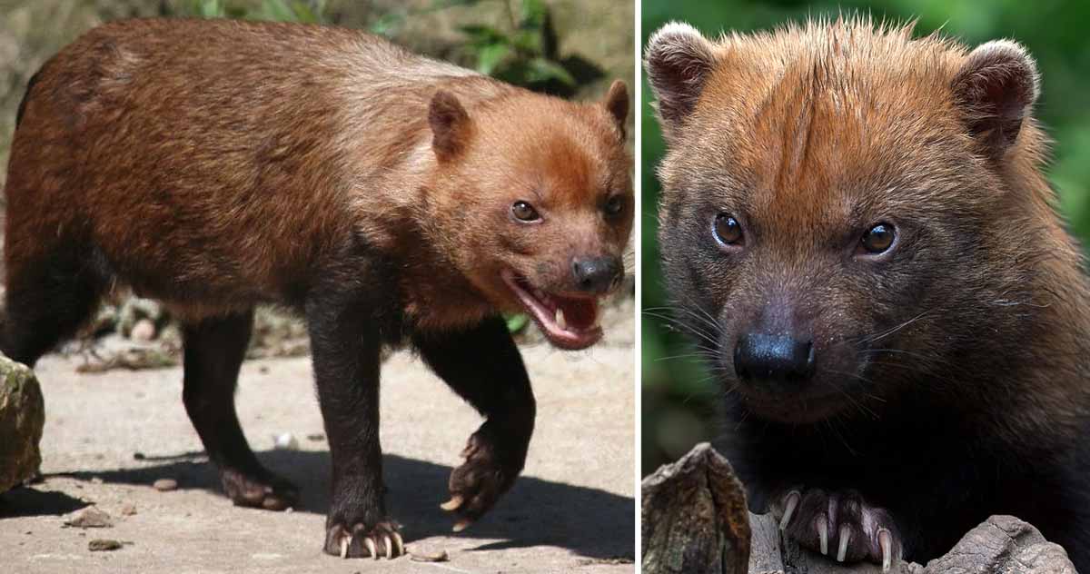 Câinele de tufiş: o combinaţie între urs, vulpe şi bursuc, un canid ...