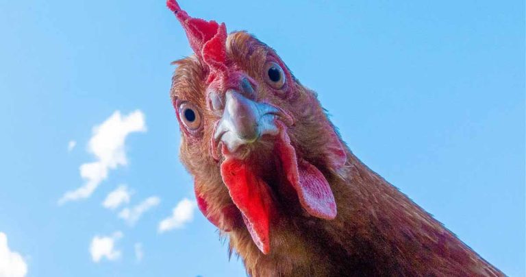 Cât timp trăiesc găinile? Cât a trăit cel mai mult o găină