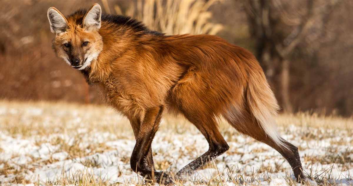 Lupul cu coamă, cel mai mare canid din America de Sud