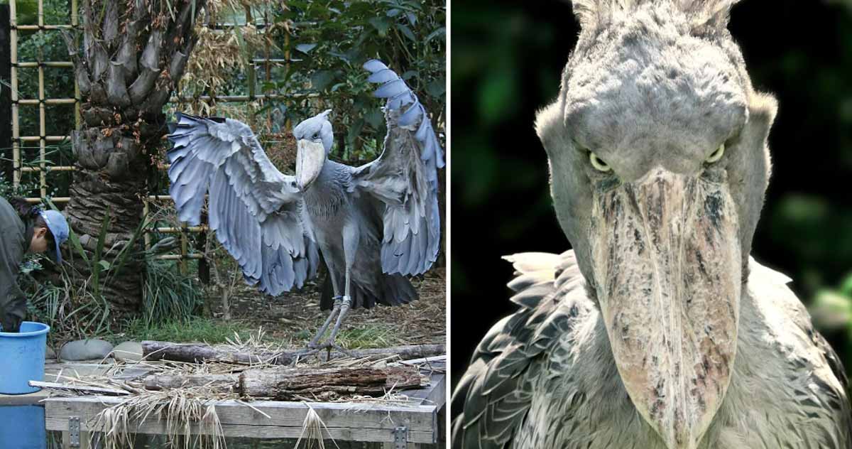 Pasărea de mărimea unui om care mănâncă pui de crocodil și își ucide ...