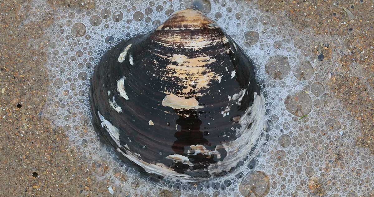 Cea mai veche scoică din lume avea 507 ani, dar a fost ucisă din ...