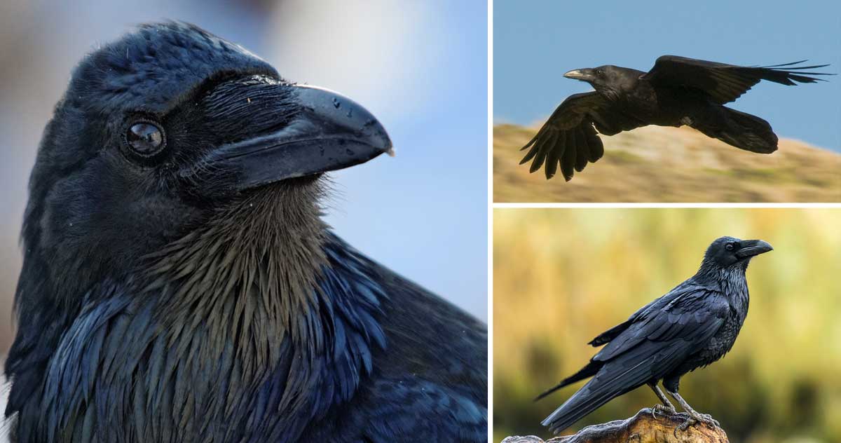 25 de curiozităţi despre corbi. Chiar sunt atât de inteligente aceste ...