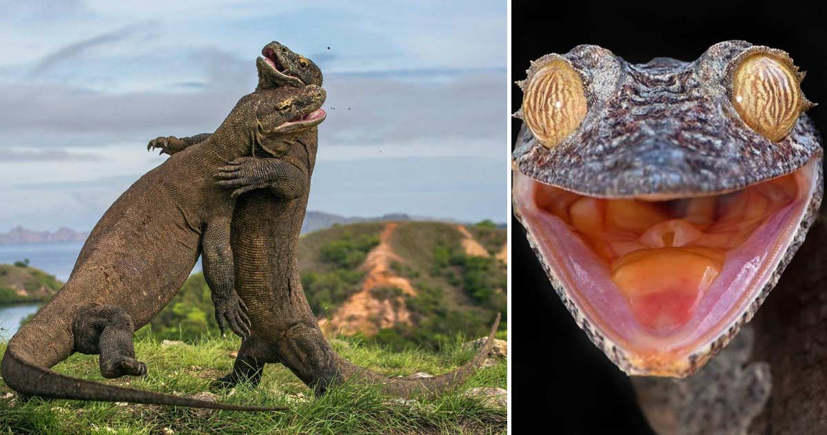 50 de curiozităţi despre reptile: şarpele cu două capete chiar există ...