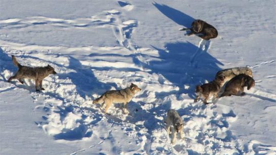 Lupoaica cu un singur ochi din Yellowstone sfidează toate șansele: are ...